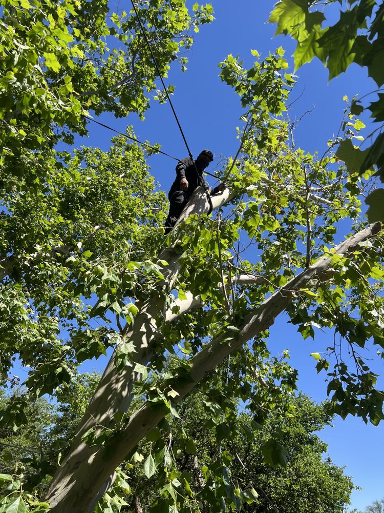 BENAVIDES TREE TRIMMING & REMOVAL - Updated April 2026 - 34 Photos ...