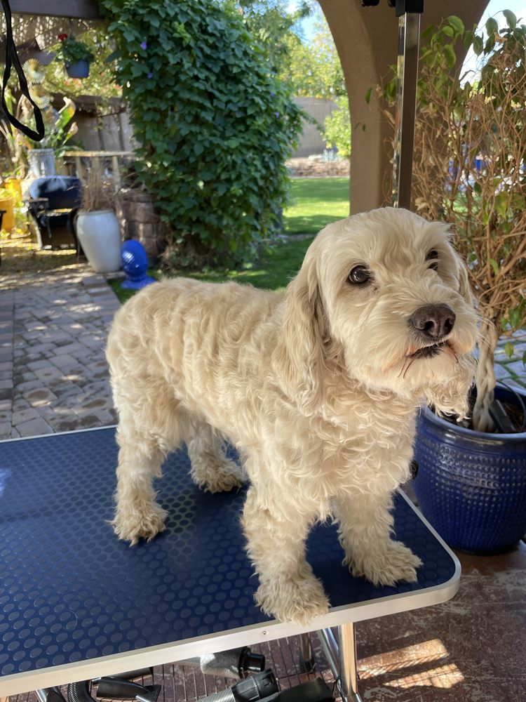 FETCH & FRESH - Updated June 2024 - Request an Appointment - Phoenix ...