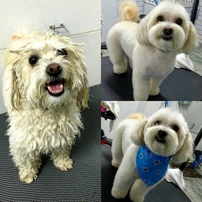 DOG-E-DEN SHERMAN OAKS - Updated April 2026 - 245 Photos & 220 Reviews ...