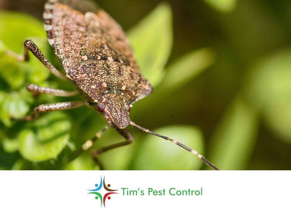 TIM’S PEST CONTROL - Updated October 2025 - 34 Photos & 12 Reviews ...