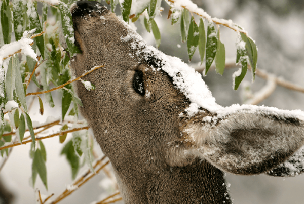 EN GARDE DEER DEFENSE - Updated December 2025 - 11 Photos - 10292 ...