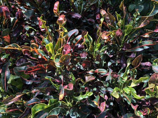 ANNA SCRIPPS WHITCOMB CONSERVATORY - 435 Photos & 73 Reviews - 4 ...