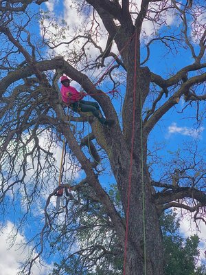 NOR CAL TREE EXPERT - Updated November 2025 - Red Bluff, California ...