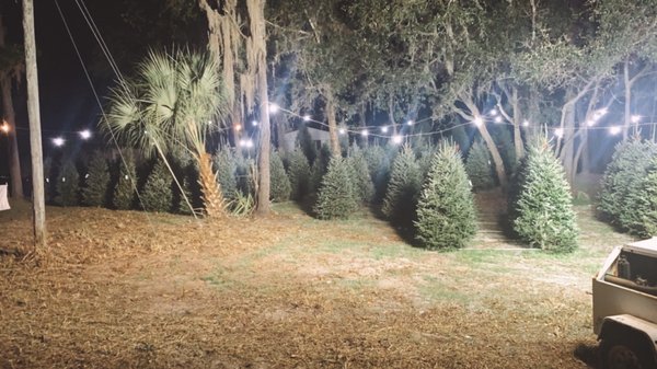 A VERY MERRY CHRISTMAS TREE FARM - Updated December 2025 - 7119 W Gulf ...