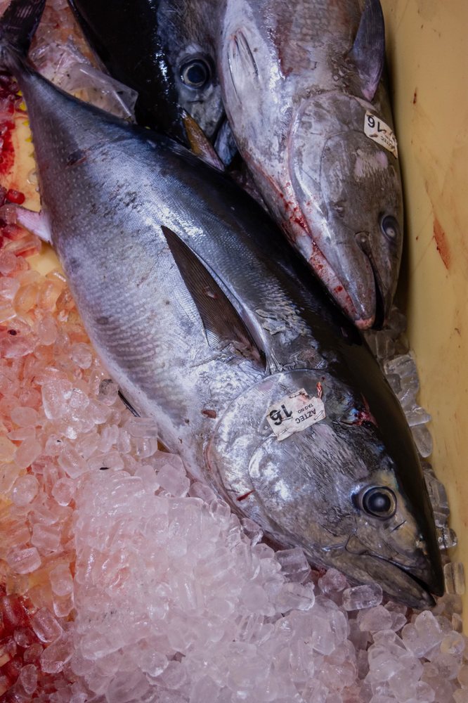 BLUEFIN FISH PROCESSING - 8765 Dead Stick Rd, San Diego, California ...