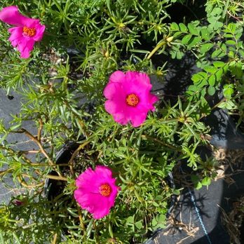 JESSE DURKO’S NURSERY - Updated December 2025 - 114 Photos & 46 Reviews ...