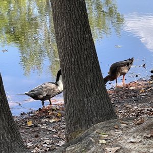 HERMAN LITTLE PARK - Updated June 2025 - 18660 Casper Dr, Spring, Texas ...