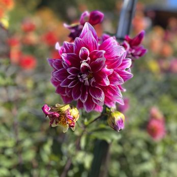 JETER MOUNTAIN FARM - Updated September 2024 - 98 Photos & 37 Reviews ...