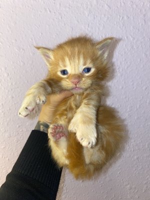 MAINE COONS OF WESTON’S ARK - Updated August 2025 - 20 Photos - Austin ...