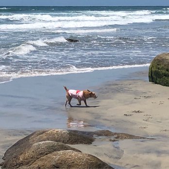 DEL MAR DOG BEACH - Updated July 2024 - 75 Photos & 21 Reviews - 3902 ...
