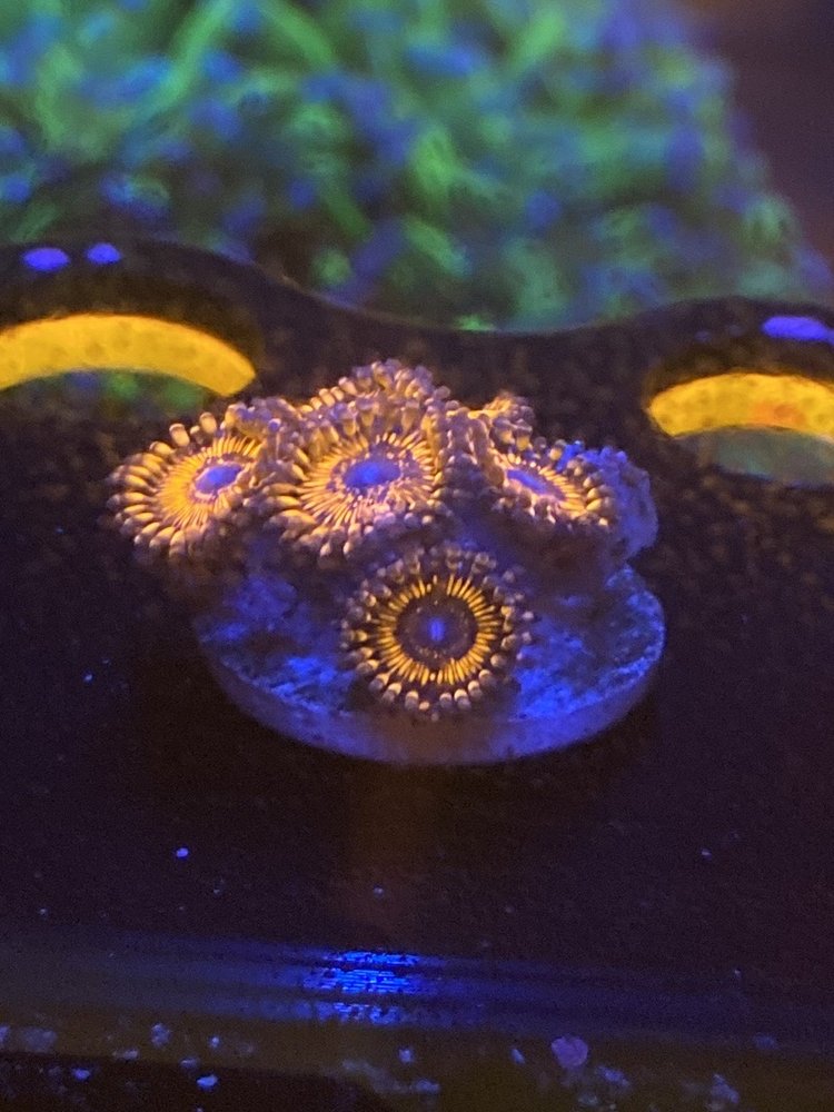 KORAL KING - Updated October 2025 - Request Information - 15 Photos ...