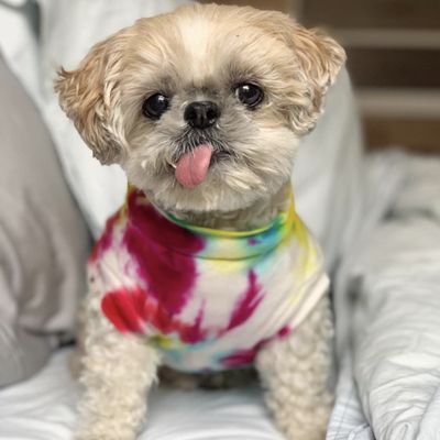 SOCIAL TEES ANIMAL RESCUE - Updated October 2025 - 64 Photos & 170 ...