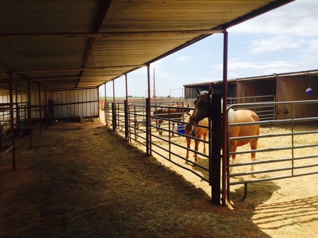 PH EQUINE BOARDING AND STALLS - Updated February 2025 - Wolfforth ...