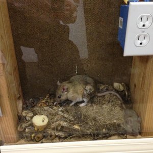 NORTHWEST EXTERMINATING - Updated December 2025 - 12 Photos & 49 ...