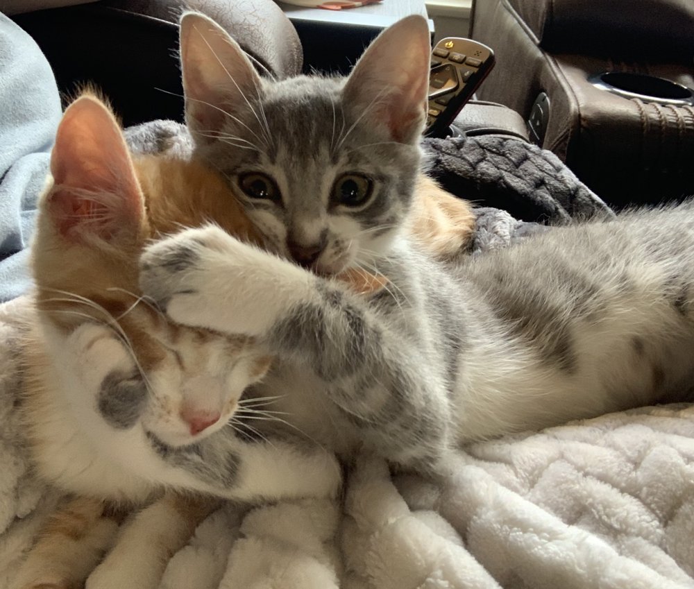 KITTY KINGDOM SANCTUARY - Updated August 2025 - 3306 S East Camano Dr ...