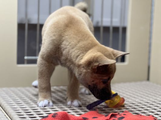 PET CENTER OLD BRIDGE - Updated January 2026 - 44 Photos & 17 Reviews ...