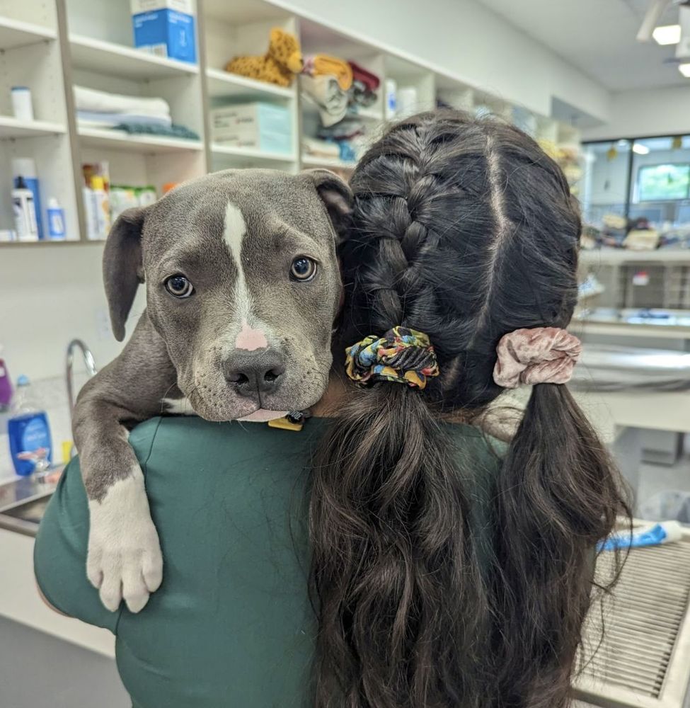 PENRYN PET HOSPITAL - Updated January 2025 - 47 Photos - 3210 Boyington ...