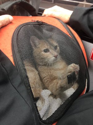 ASPCA ADOPTION CENTER - Updated April 2026 - 231 Photos & 281 Reviews ...