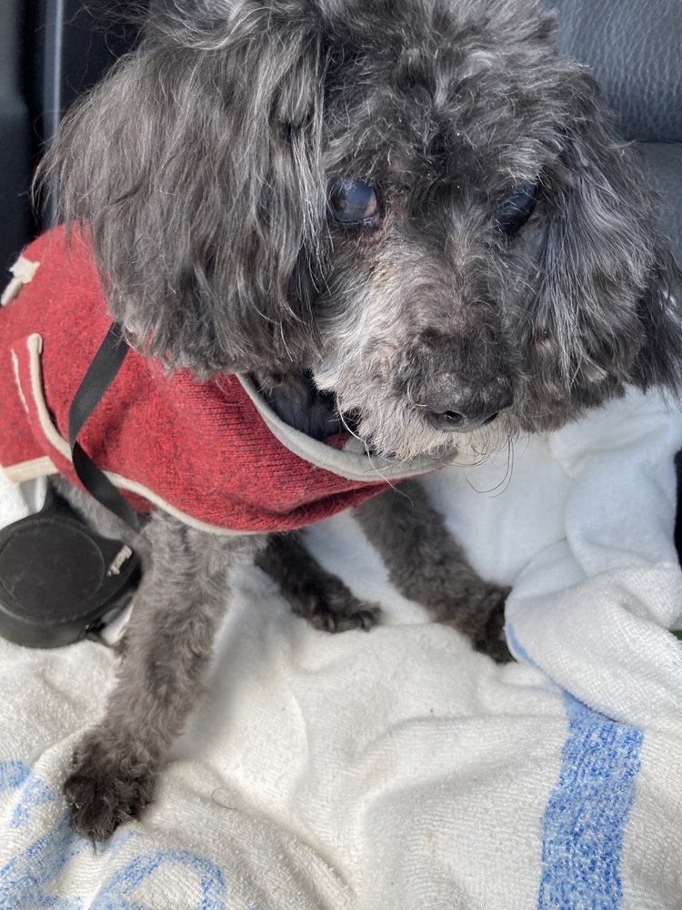 CRITTER CLIPPERS - Updated October 2025 - 159 Medford Ave, Patchogue ...