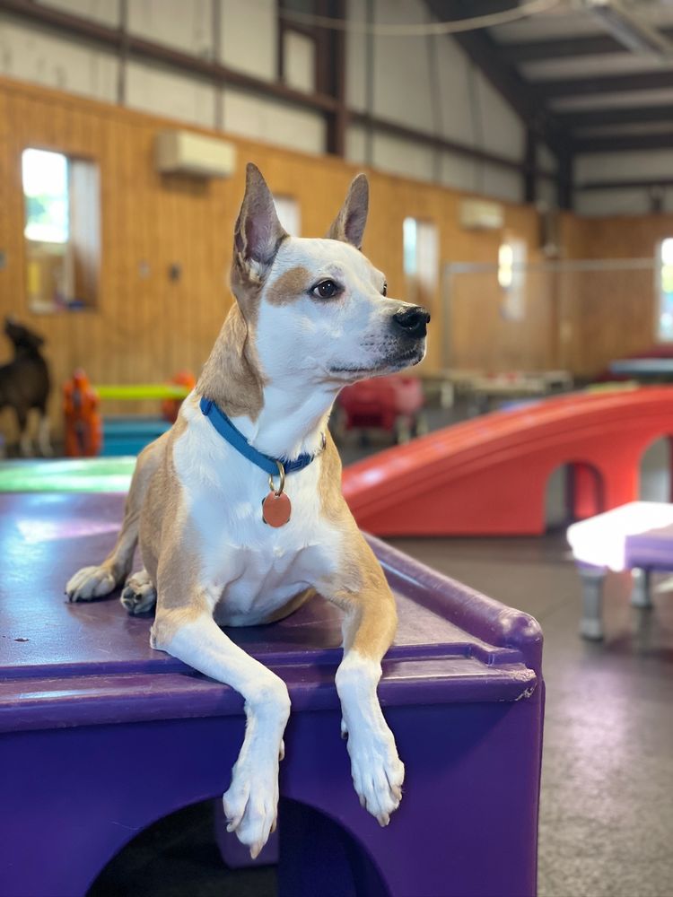 BARK + BOARDING - Updated January 2026 - 14 Photos - 10035 Dean Dr ...