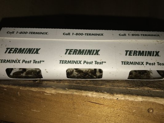 TERMINIX - Updated December 2025 - 33 Photos & 62 Reviews - 4820 Clark ...