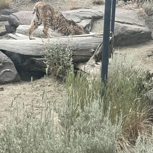 ANIMAL ARK - 494 Photos & 139 Reviews - 1265 Deerlodge Rd, Reno, NV - Yelp