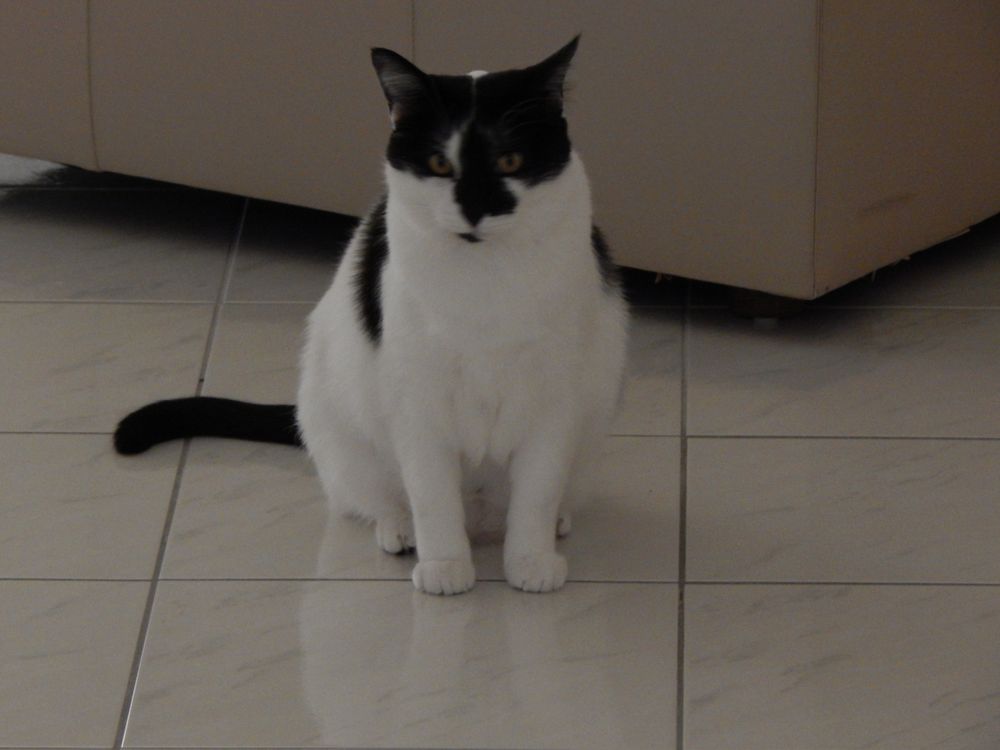 EL DORADO ANIMAL HOSPITAL - Updated January 2026 - 12 Photos & 60 ...