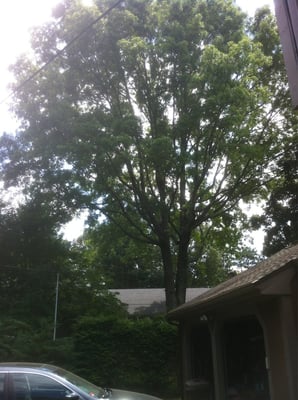 STANLEY TREE SERVICE - Updated October 2025 - 16 Photos & 59 Reviews ...