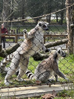 BRANDYWINE ZOO - Updated January 2025 - 132 Photos & 64 Reviews - 1001 ...