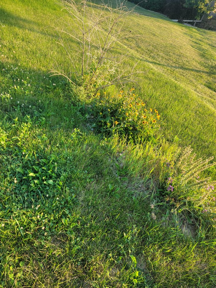 OVERGROWN LAWN CARE & CLEAN-UP - 32 Photos - Stanhope, Iowa ...