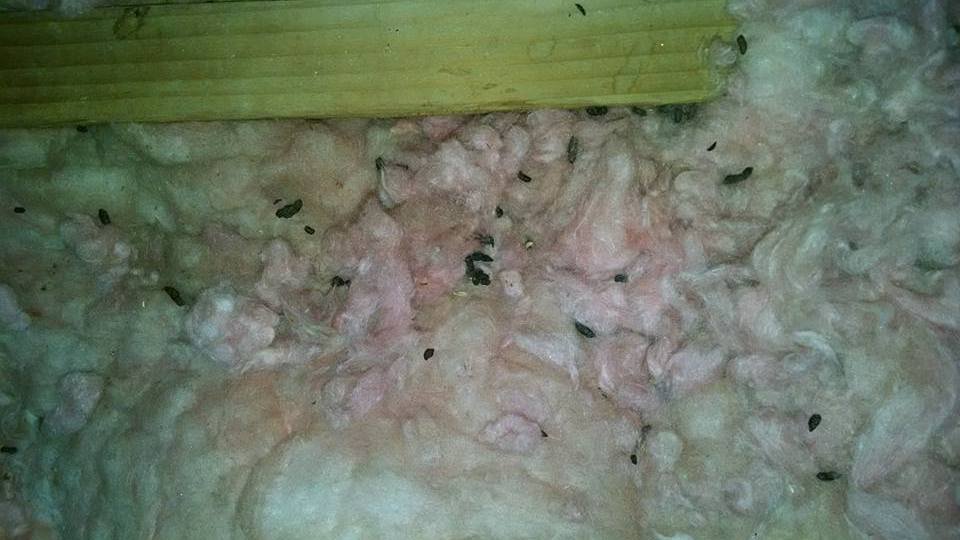 WILDLIFE REMOVAL SALINAS - Updated May 2024 - Request a Quote - 36 ...