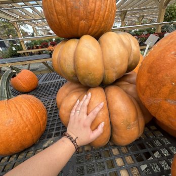 NALLS PRODUCE - Updated October 2025 - 394 Photos & 139 Reviews - 7310 ...