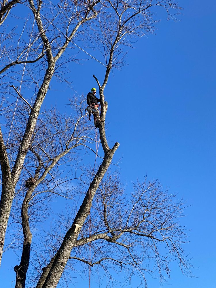 GREEN RITE TREE SERVICE - Updated October 2025 - 11 Photos - Freehold ...