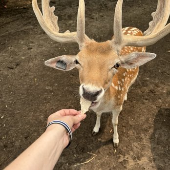 WISCONSIN DEER PARK - Updated May 2025 - 246 Photos & 131 Reviews - 583 ...