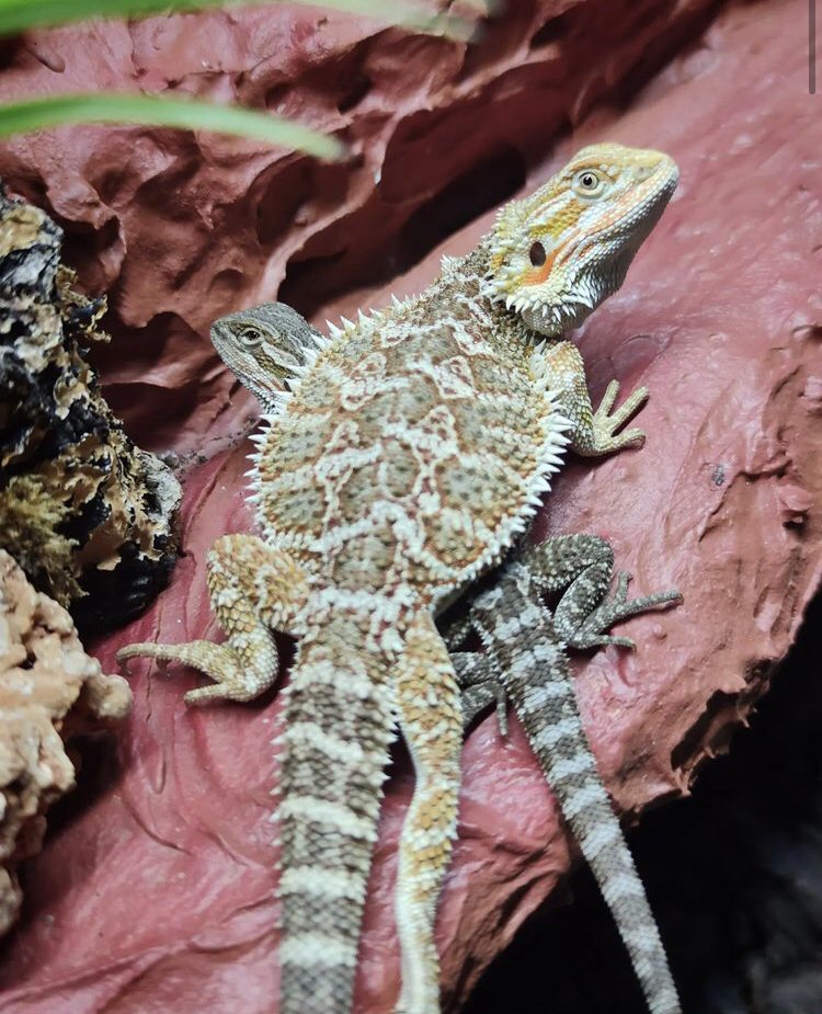 CRAZY REPTILES - Request Information - Houston, Texas - Pet Breeders ...