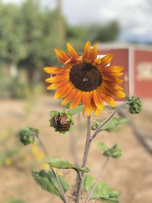 VERTUCCIO FARMS - Updated June 2024 - 271 Photos & 142 Reviews - 4011 S ...