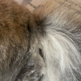 PAWSITIVELY POOCHED - Updated January 2026 - 41 Photos & 18 Reviews ...