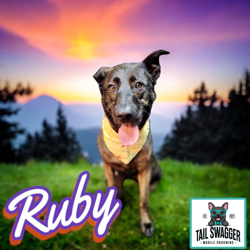TAIL SWAGGER MOBILE GROOMING - Updated August 2025 - 541 Photos - Portland, Oregon - Pet ...