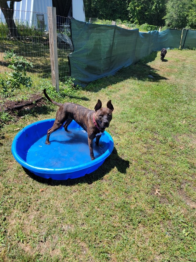 CANINE CARDIO COMPANY OF RHODE ISLAND - Updated May 2024 - 72 Photos ...