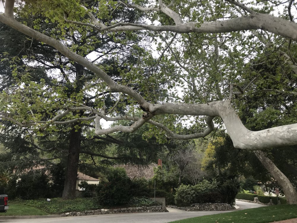 CALIFORNIA TREE DESIGN - Updated June 2024 - 224 Photos & 179 Reviews ...