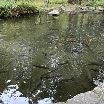 BONNEVILLE DAM FISH HATCHERY - Updated September 2025 - 532 Photos ...