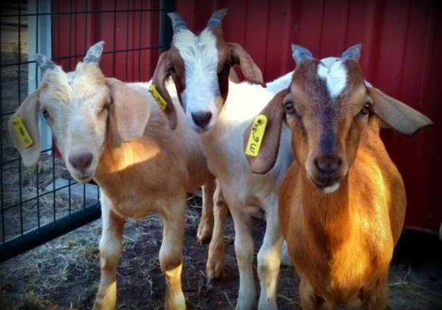 BF FARM KIKO GOATS - Updated April 2024 - 11550 Huggins Rd, Huggins ...