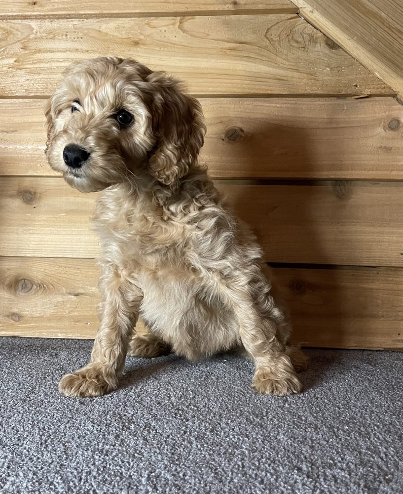 M & E FAMILY LABRADOODLES - Updated December 2024 - Delaware, Ohio ...