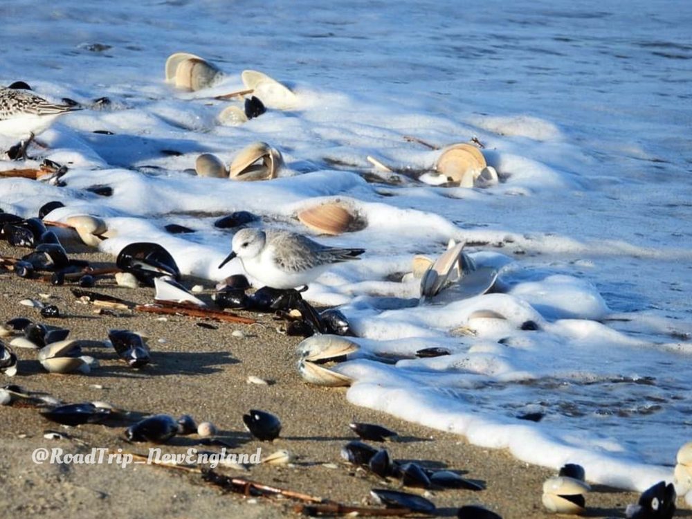 SALISBURY BEACH STATE RESERVATION - Updated August 2025 - 83 Photos ...