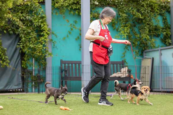 SAN FRANCISCO SPCA ADOPTION CENTER - Updated July 2025 - 456 Photos ...