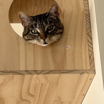 THE CAFFEINATED CAT CAFE - Updated April 2025 - 25 Photos & 12 Reviews ...