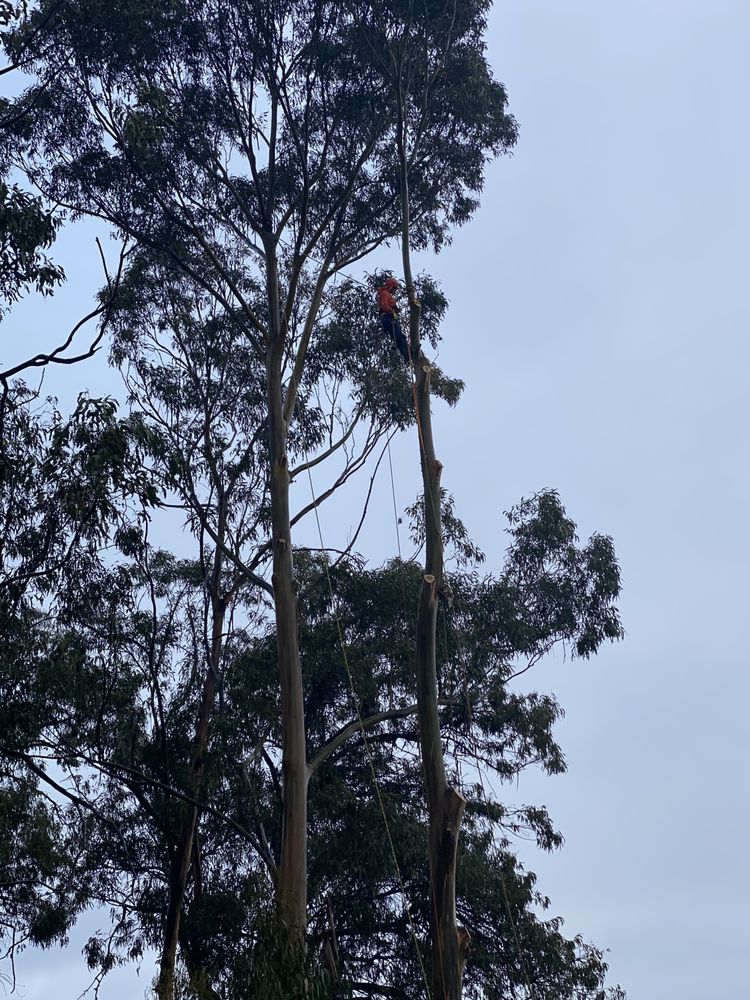 TOP TREE CARE - Updated May 2025 - Concord, California - Tree Services - Phone Number - Yelp
