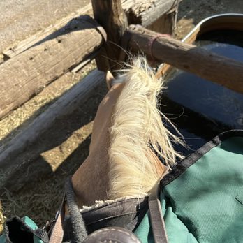 COWBOY TRAIL RIDES - Updated October 2025 - 359 Photos & 182 Reviews ...