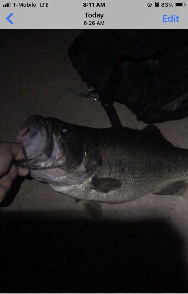 THE FISH ‘N FOOLS - Updated January 2025 - 38 Reviews - 17822 ...