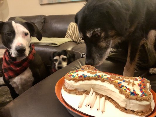 RIVER DOG BAKERY - Updated January 2025 - 59 Photos & 32 Reviews - 5201 Kingston Pike, Knoxville ...